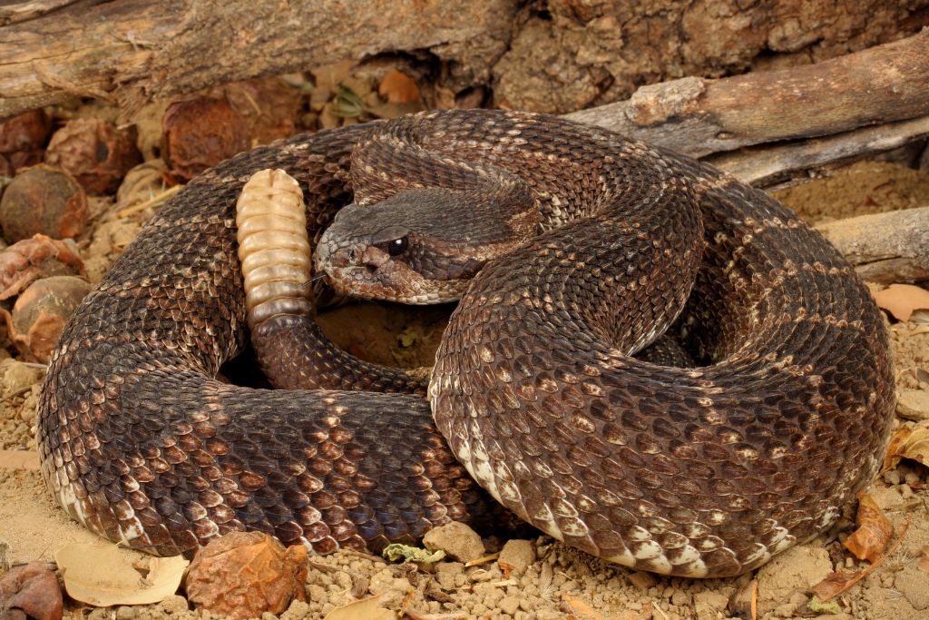 A Complete Guide to Rattlesnake Safety: Lessons From the Trail - Carpe ...